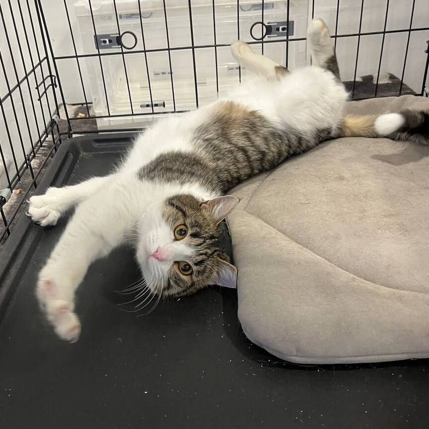 Котёнок в добрые руки