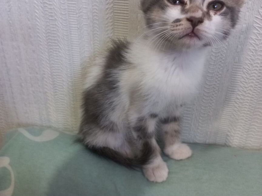 Котик чёрно белый в дар