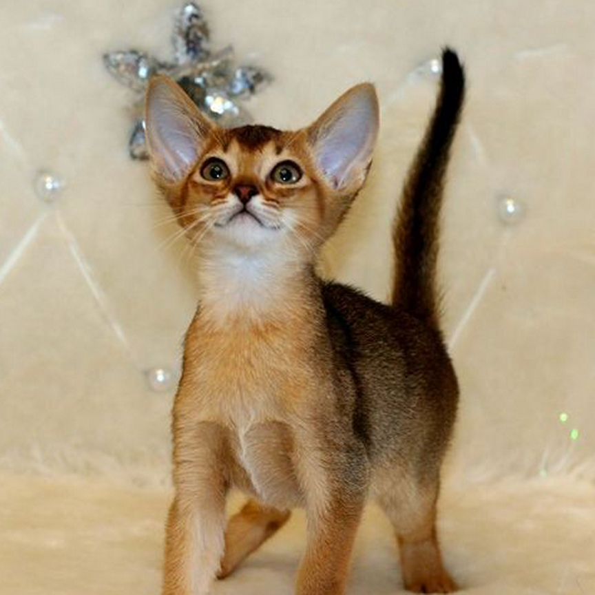 Абиссинский котёнок