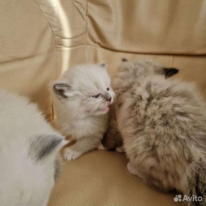 Котята рэгдолл миттед и колор поинт