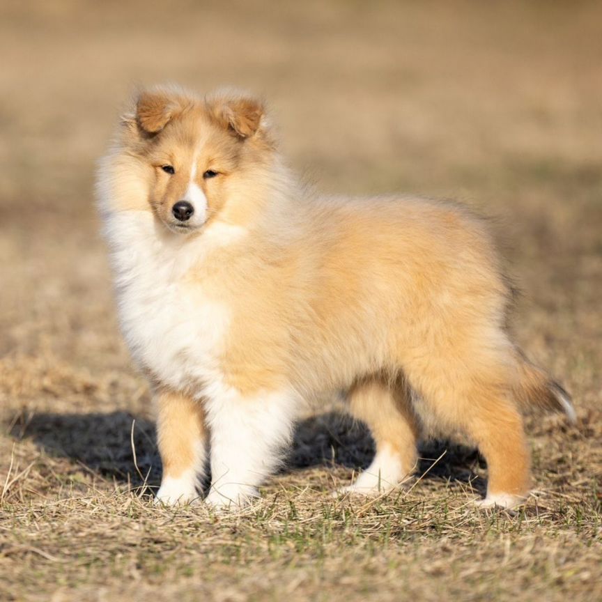 Мальчик шелти