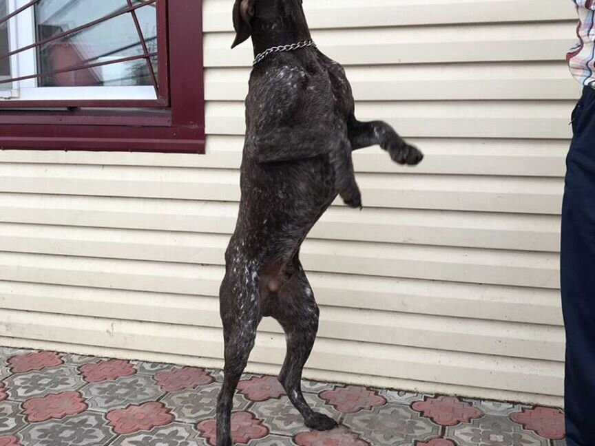 Кобель Курцхаар на вязку