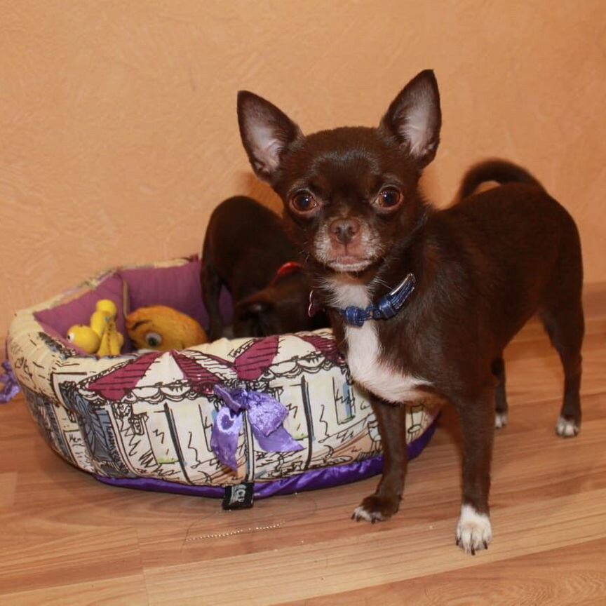 Чихуахуа мини взрослая