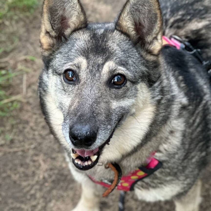 Пирожочек из приюта в добрые руки
