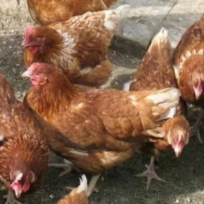 Куры несушки