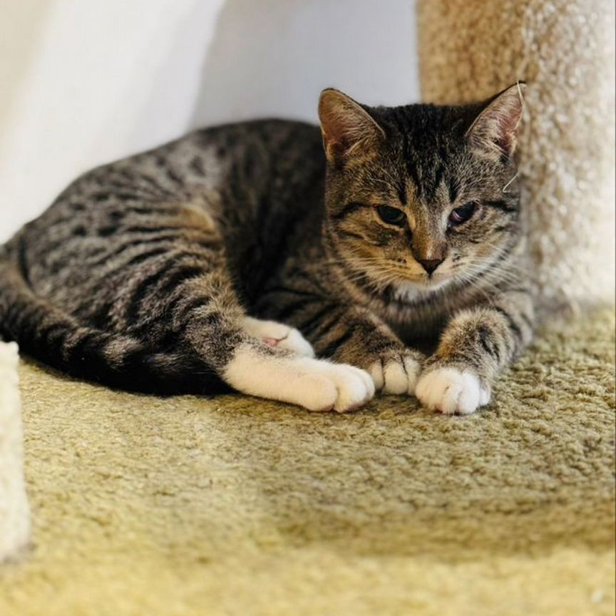 Полосатая серая девочка спасена с улицы