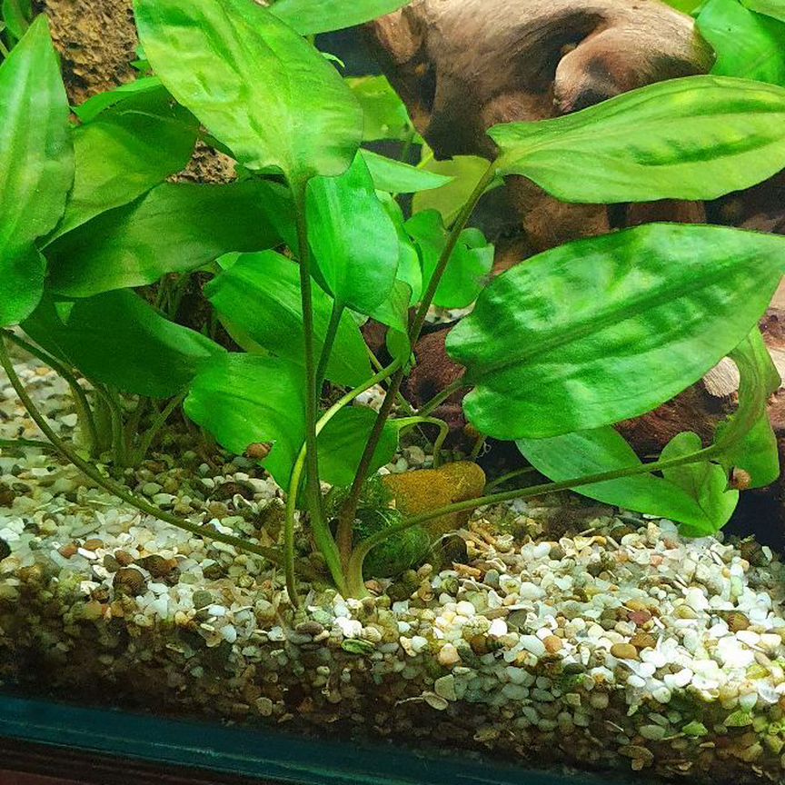 Аквариумные рыбки и растения