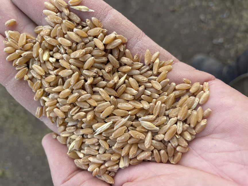 Семена пшеницы твёрдой