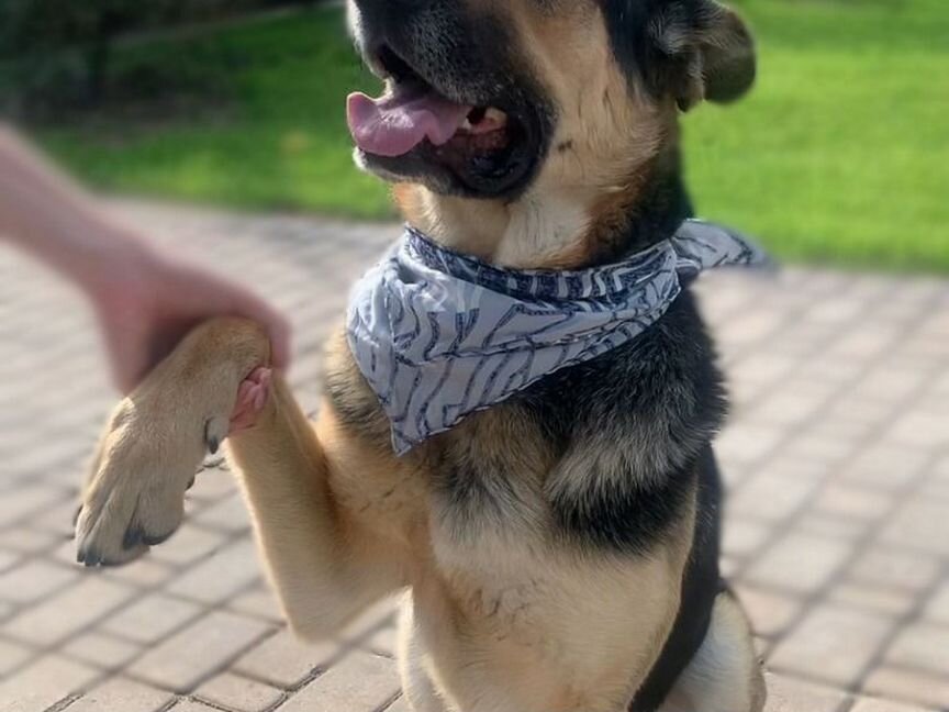 Пёсик ищет дом