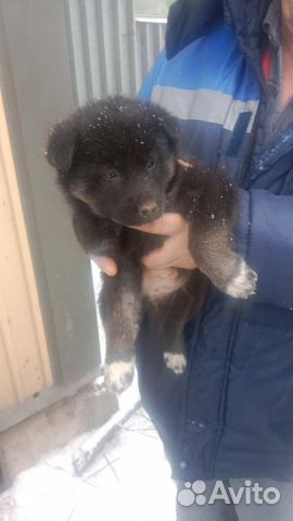 Щеночки ищут дом