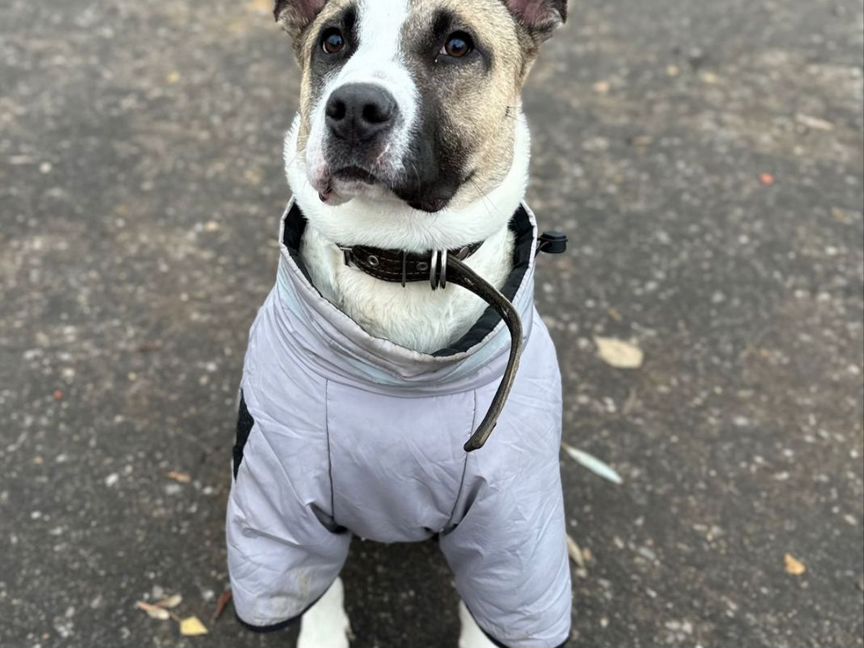 Активный мальчишка замерзает в приюте ждёт хозяина