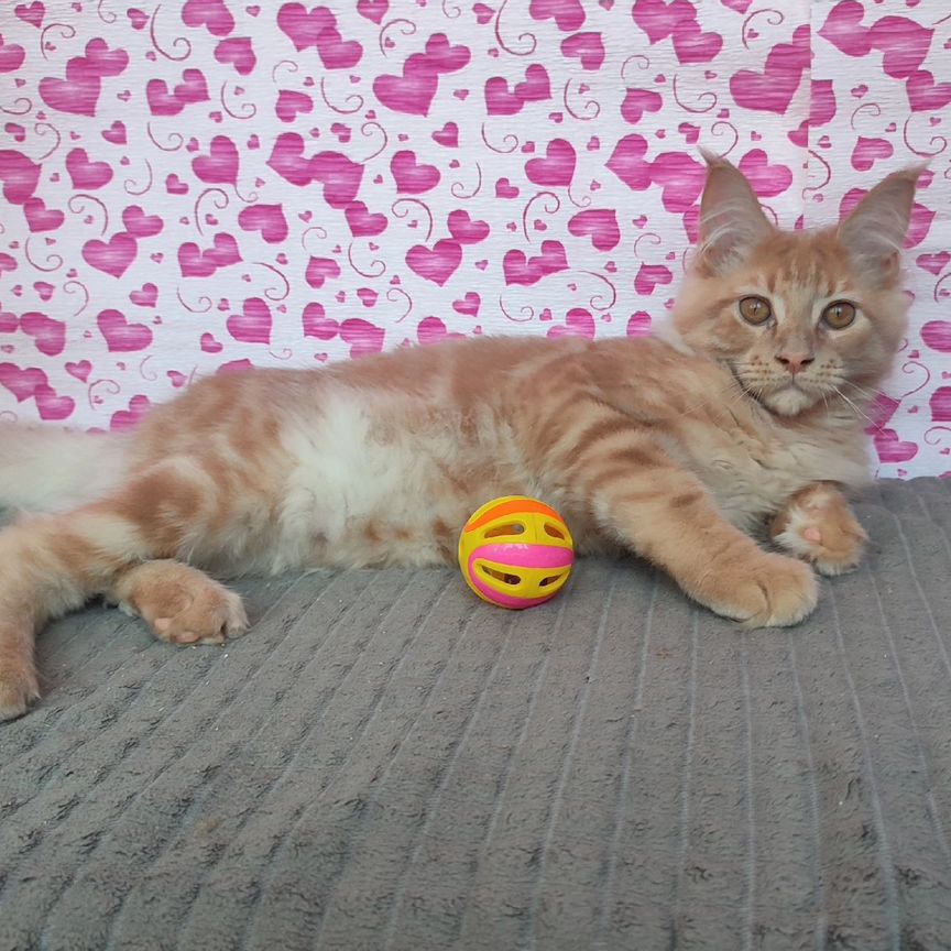 Котик мейн-кун