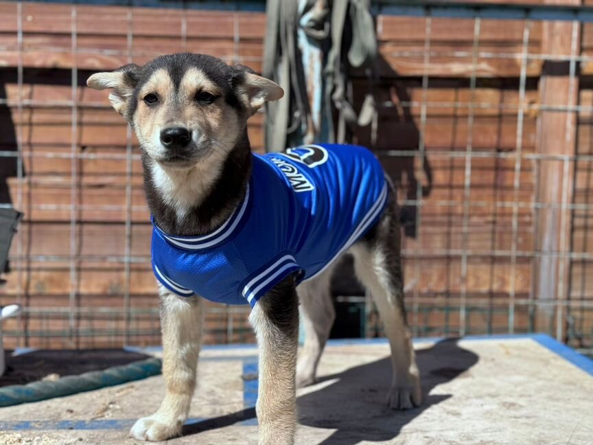 Милый добрый щенок из приюта