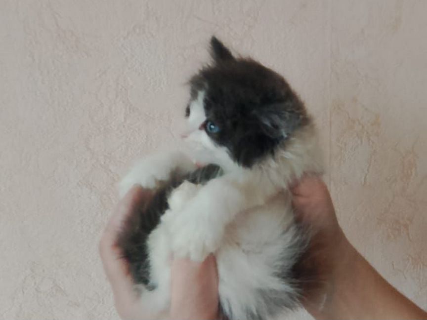 Котята сибирские