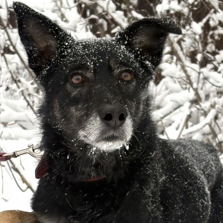 Взрослая собака в добрые руки