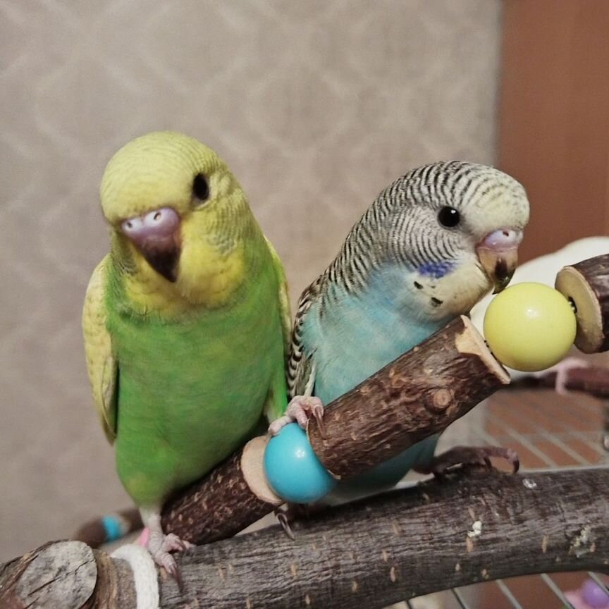 Птенцы волнистый попугай