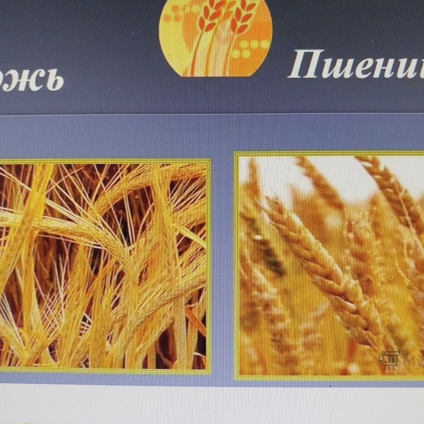 Зерно пшеница+рожь