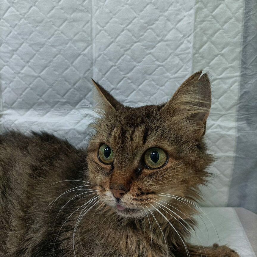 Катя ищет дом