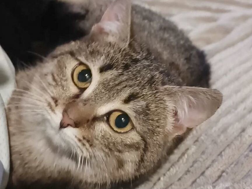 Кошечка мышеловка в хорошие руки