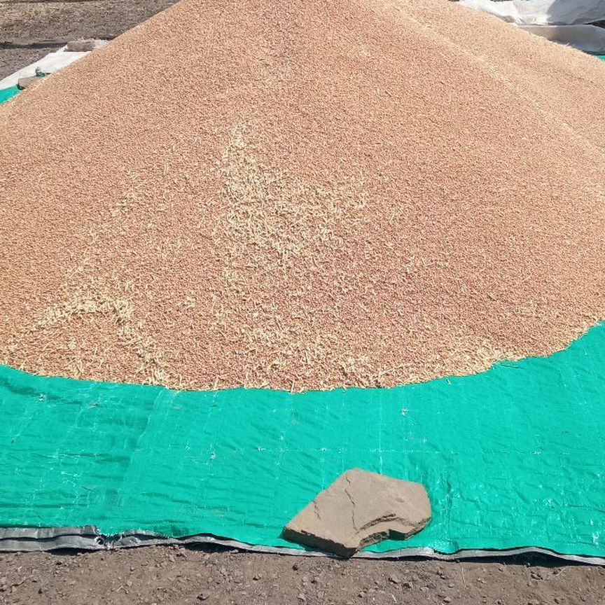 Зерно пшеница, ячмень