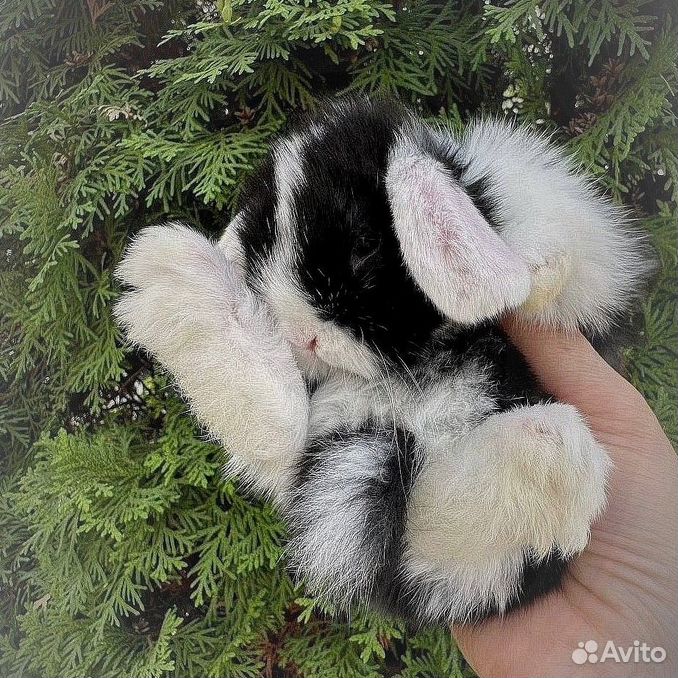 Миниатюрный кролики с доставкой