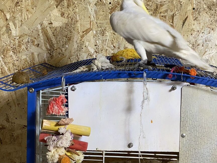 Говорящий попугай какаду