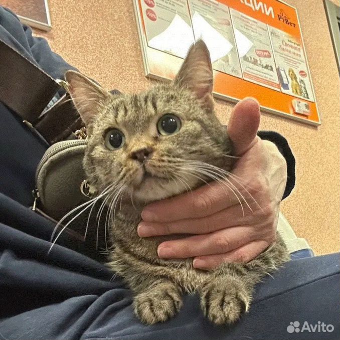 Ласковая классная кошка ищет передержку дом