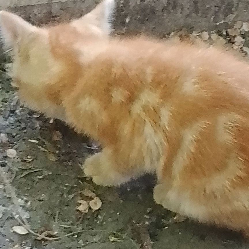 Котёнок в добрые руки