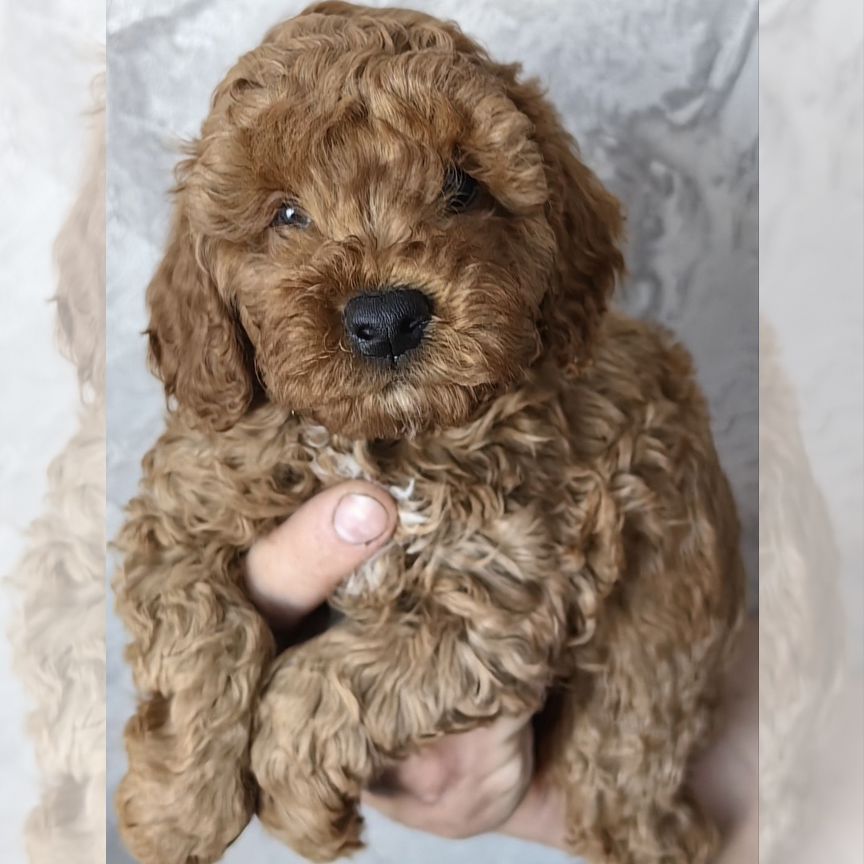 Пудель, щенок