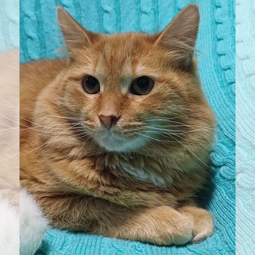 Взрослый кот в добрые руки