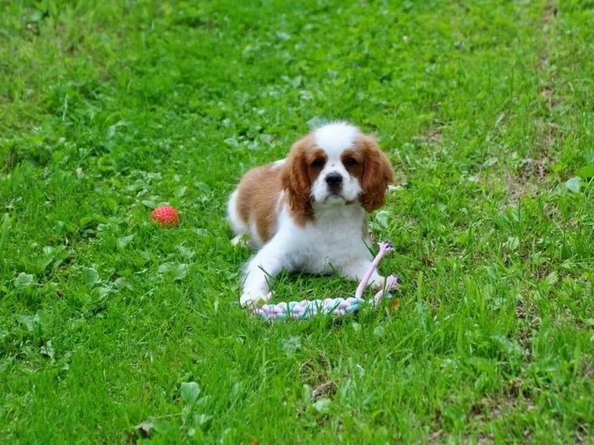 Кавалер кинг чарльз спаниель кобель