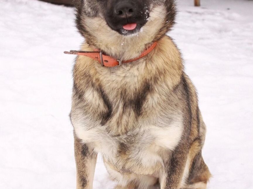 Нежная Адель ищет дом