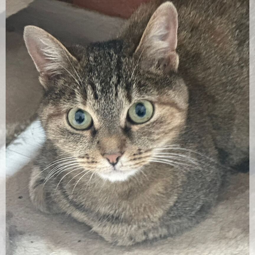 Взрослая, Девочка кошка в добрые руки