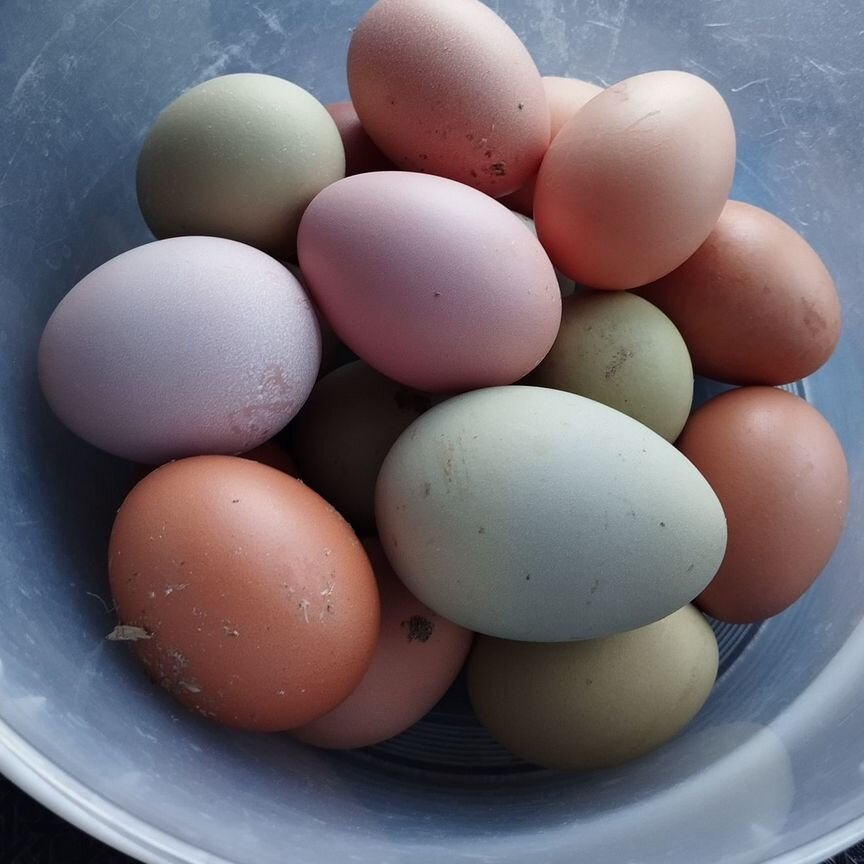 Домашние куриные яйца
