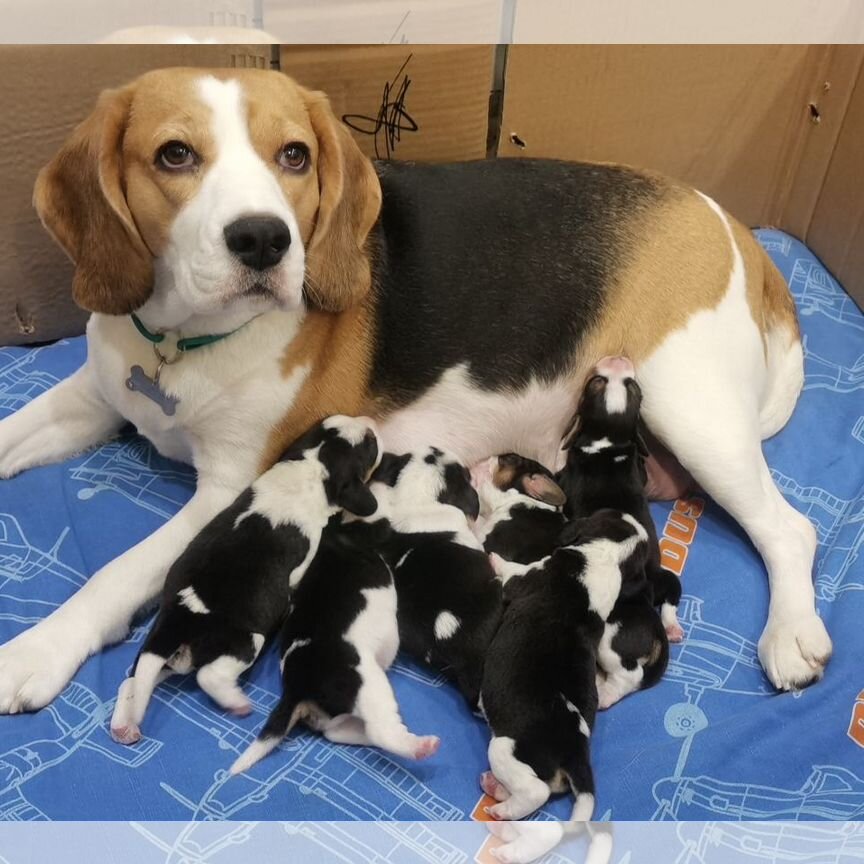 Бигль, щенок