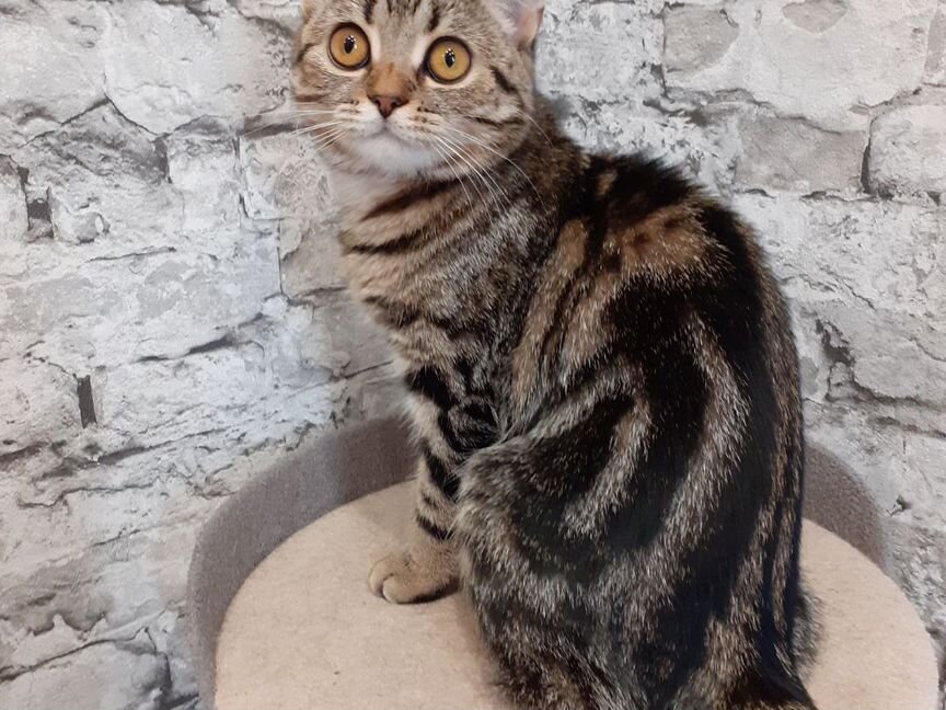 Ищем жениха