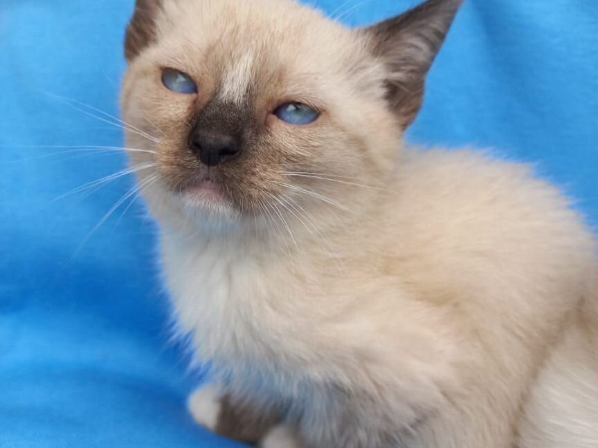 Котята