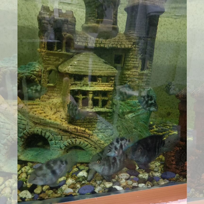 Рыбки "Сапфировый попугайчик"