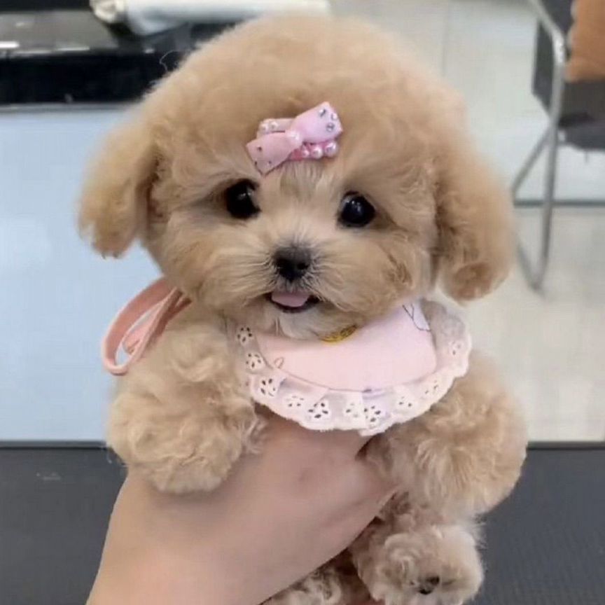 Мальтипу, щенок