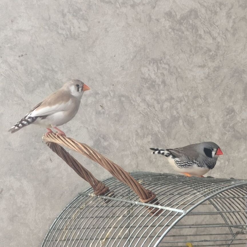 Пара зебровых амадин