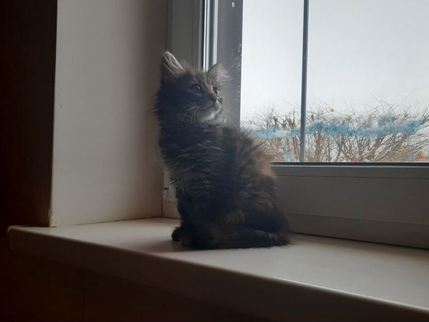 Кошка в дар бесплатно