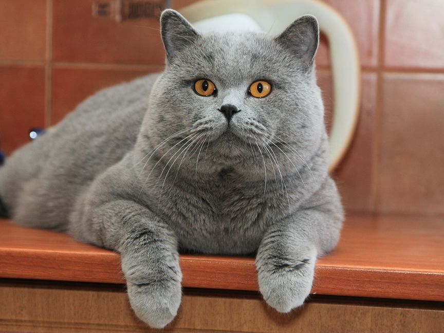 Вязка с чистокровным шотландским котом