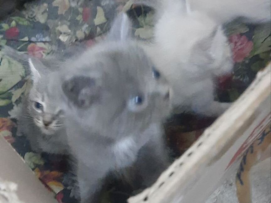 Котята в добрые руки бесплатно