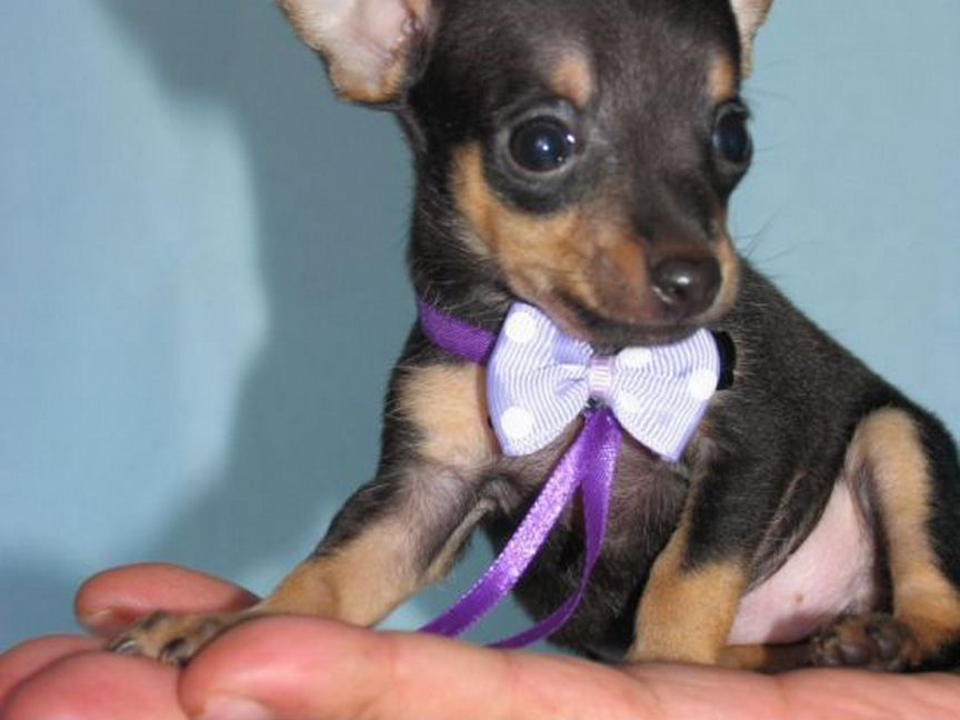 Щенки мини той терьера мальчики милые ласкушки