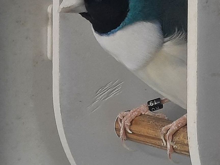 Амадины гульда