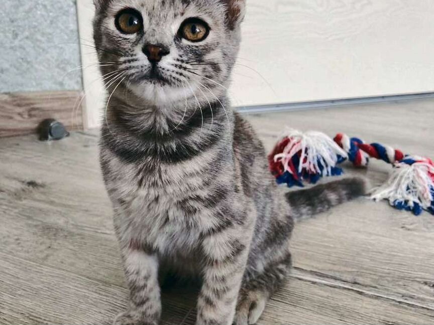 Котёнок, девочка, в добрые руки