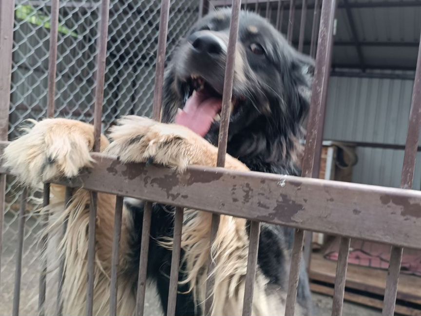 Замечательная собака в дар