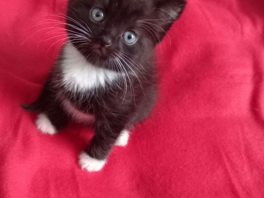 Марик ищет дом