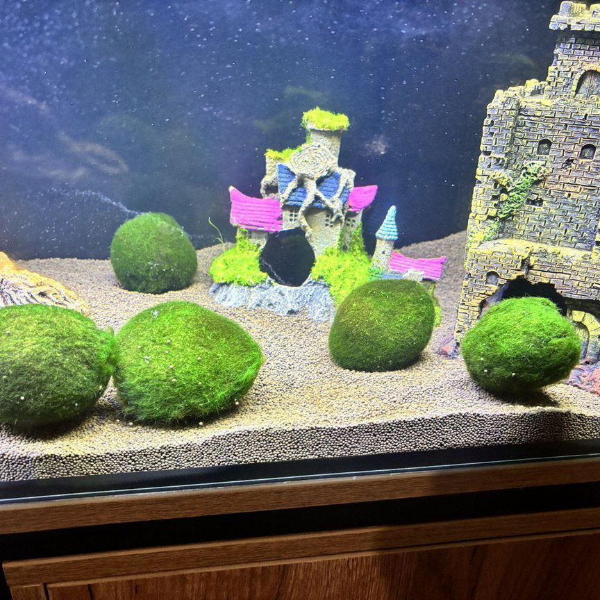 Кладофора 5-8см (биофильтр)