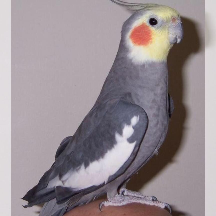 Попугай корелла с клеткой